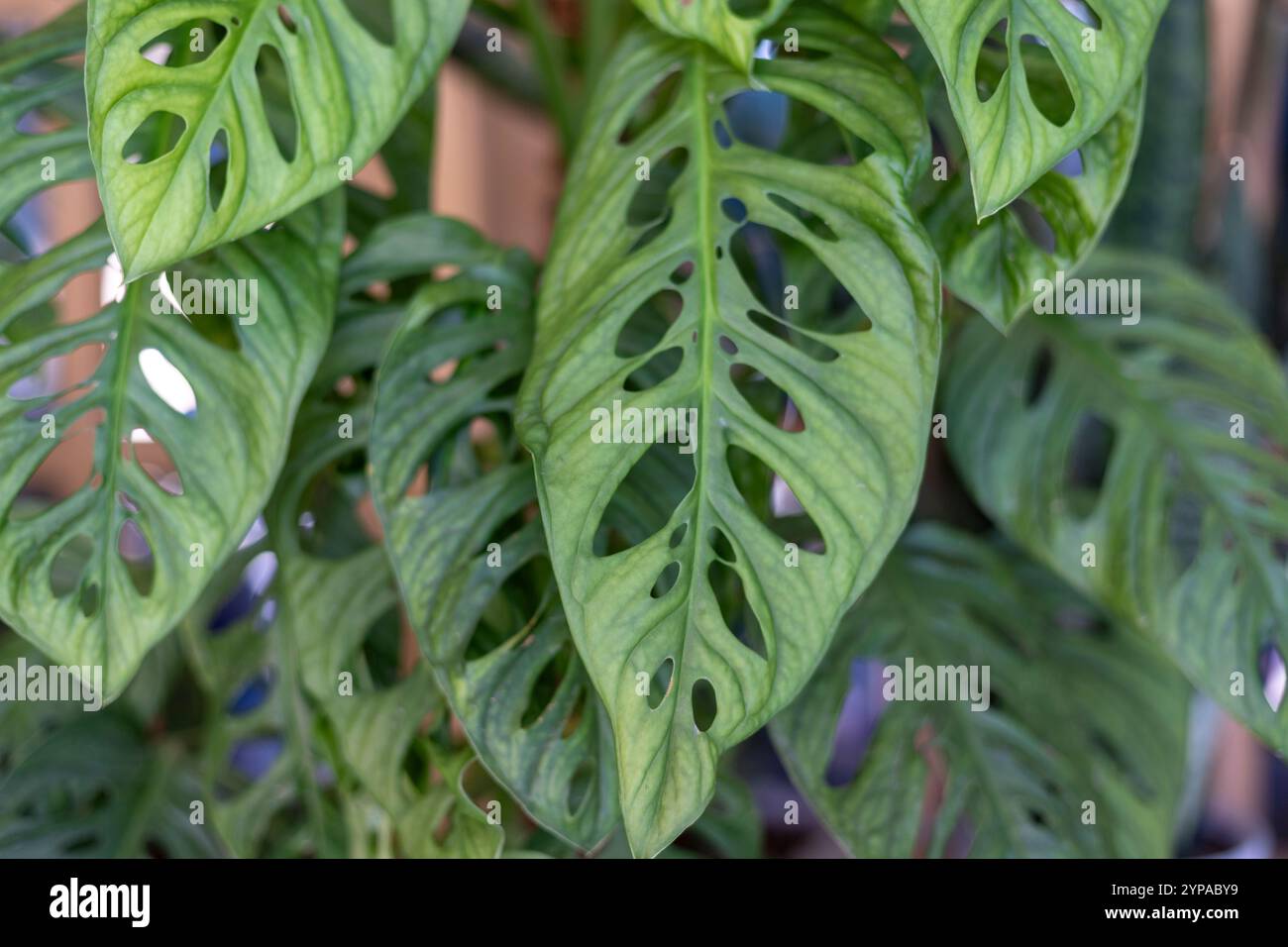 Monstera obliqua monkey leaf hi-res stock photography and images - Alamy