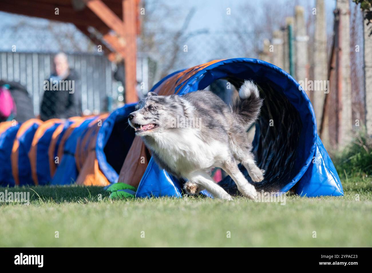 Border collie. Dog racing in agility Stock Photo - Alamy