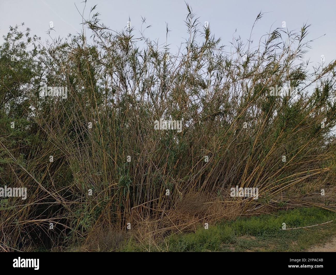 giant reed (Arundo donax Stock Photo - Alamy