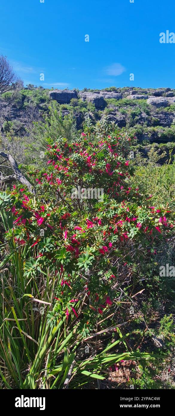 Red Five-corners (Styphelia tubiflora Stock Photo - Alamy