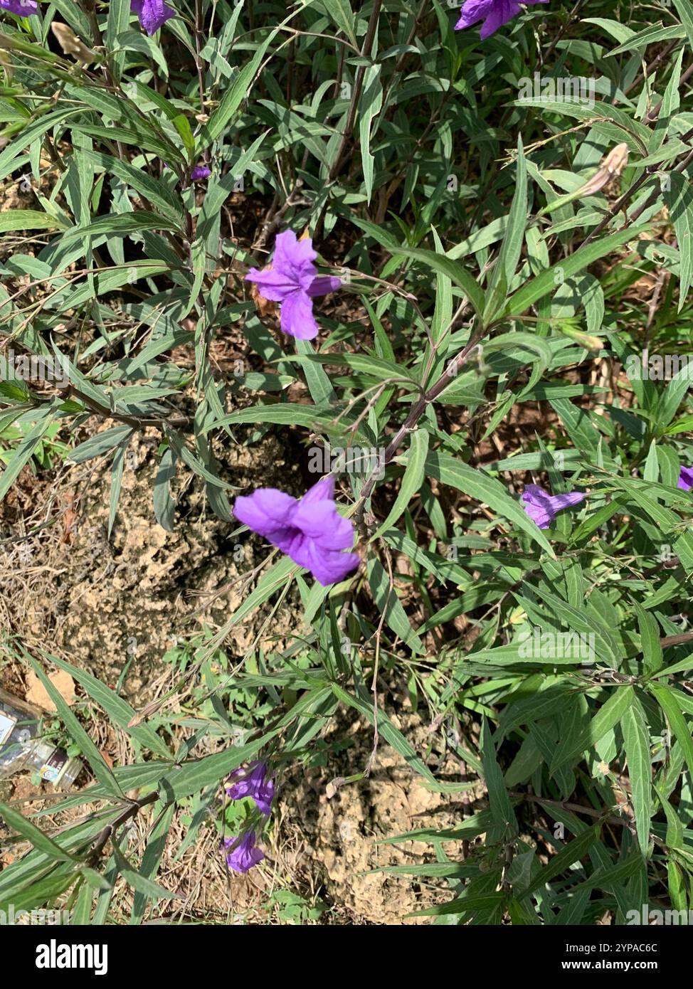 Mexican ruellia (Ruellia simplex Stock Photo - Alamy