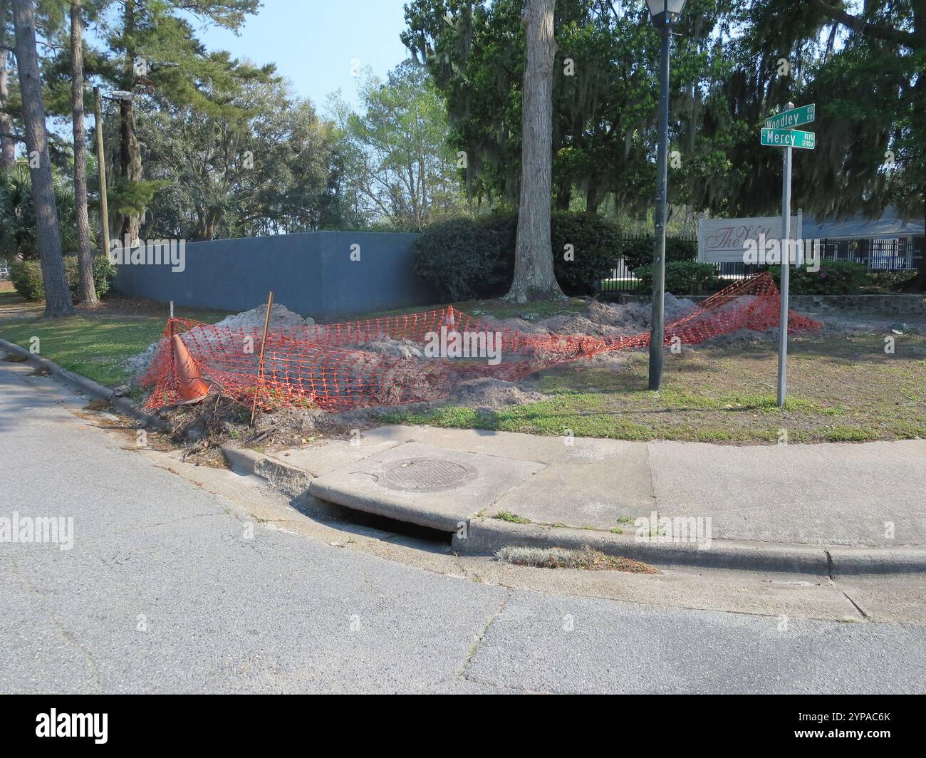Swamp chestnut oak quercus michauxii hi-res stock photography and ...