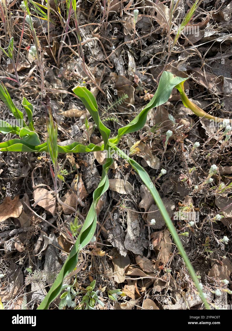 wavy-leafed soap plant (Chlorogalum pomeridianum Stock Photo - Alamy