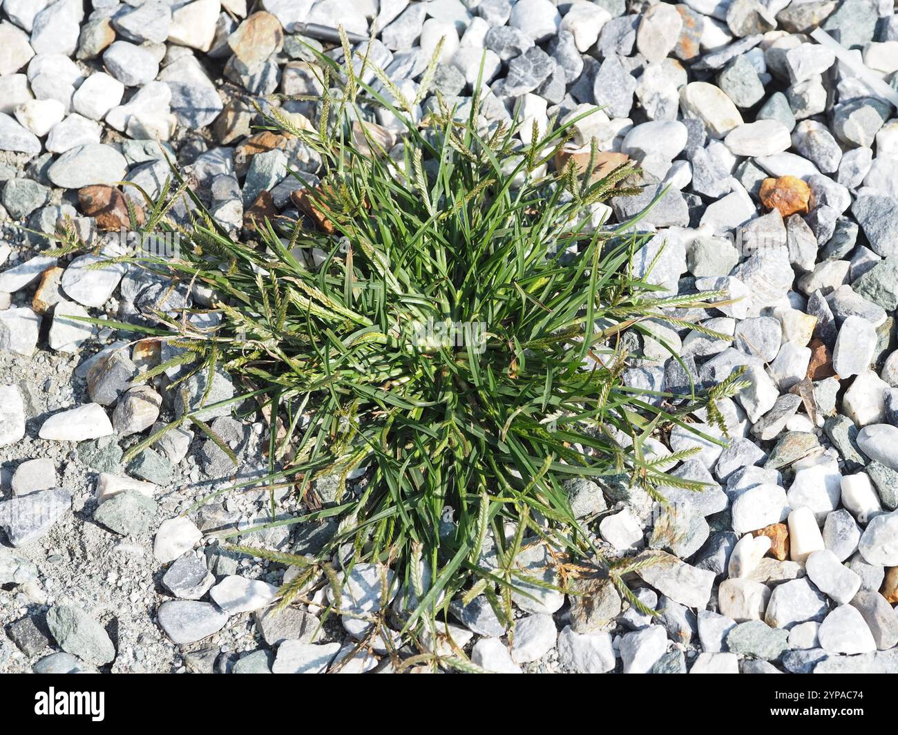Goose Grass (Eleusine indica Stock Photo - Alamy