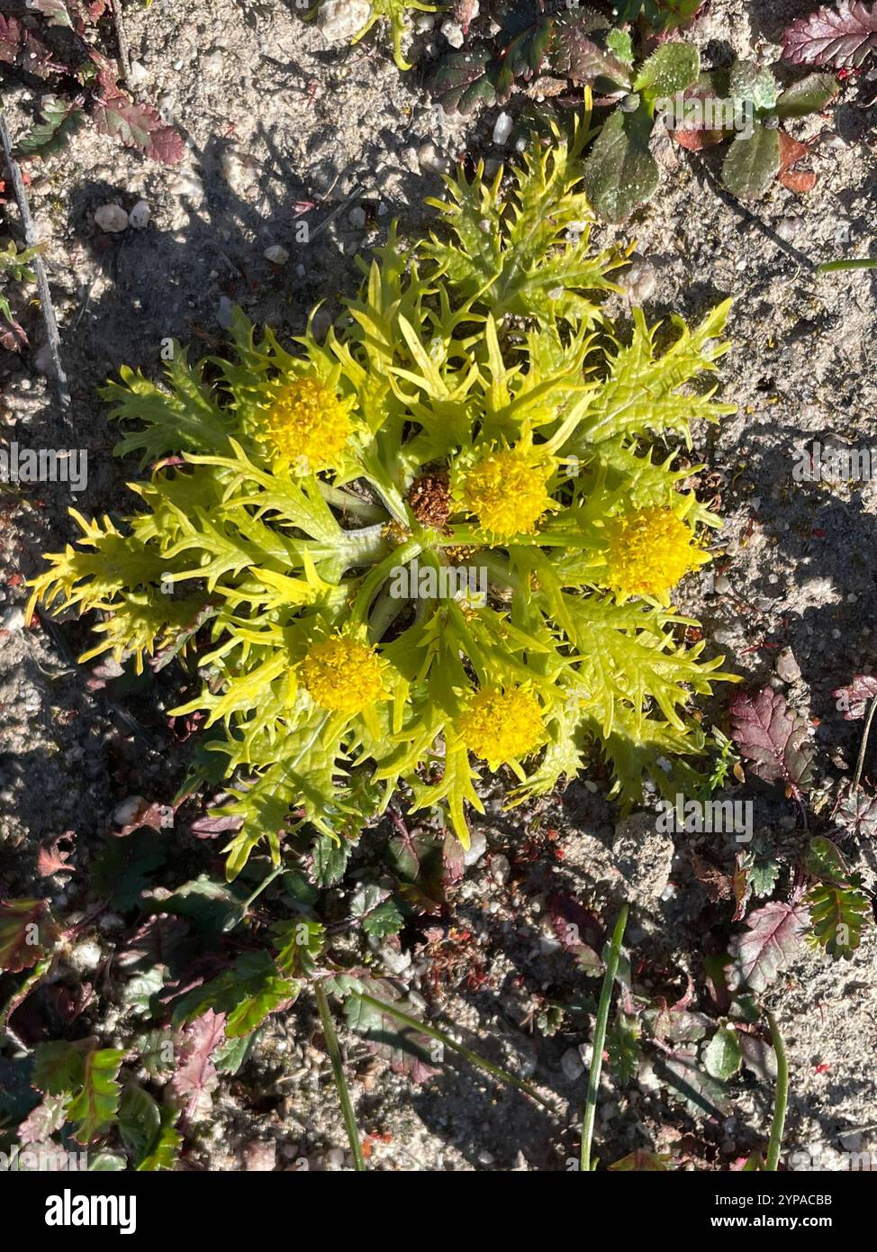 Footsteps of spring (Sanicula arctopoides Stock Photo - Alamy