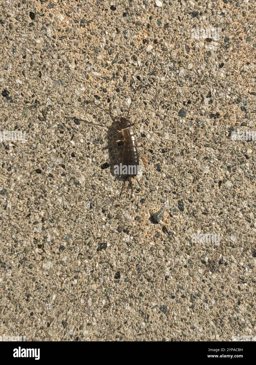 Euborellia annulipes hi-res stock photography and images - Alamy