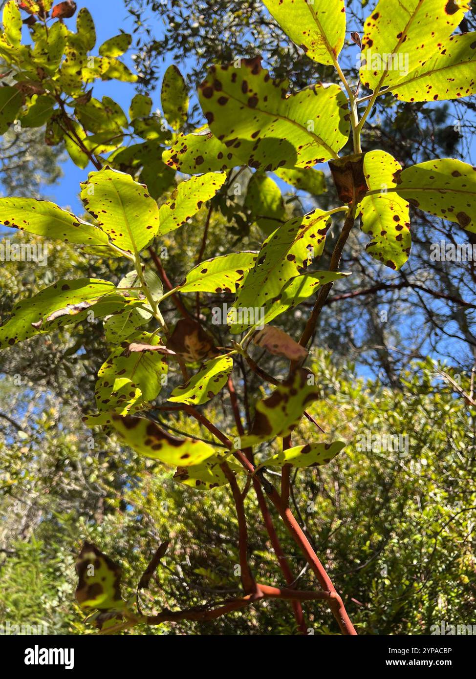 Pacific madrone (Arbutus menziesii Stock Photo - Alamy