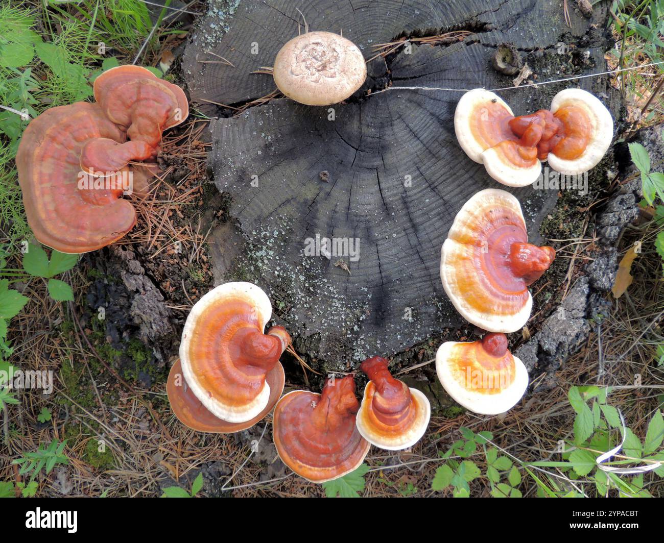 Trainwrecker (Neolentinus lepideus Stock Photo - Alamy