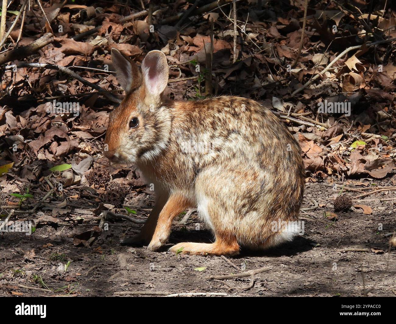 Swamp rabbit sylvilagus aquaticus swamp hi-res stock photography and ...