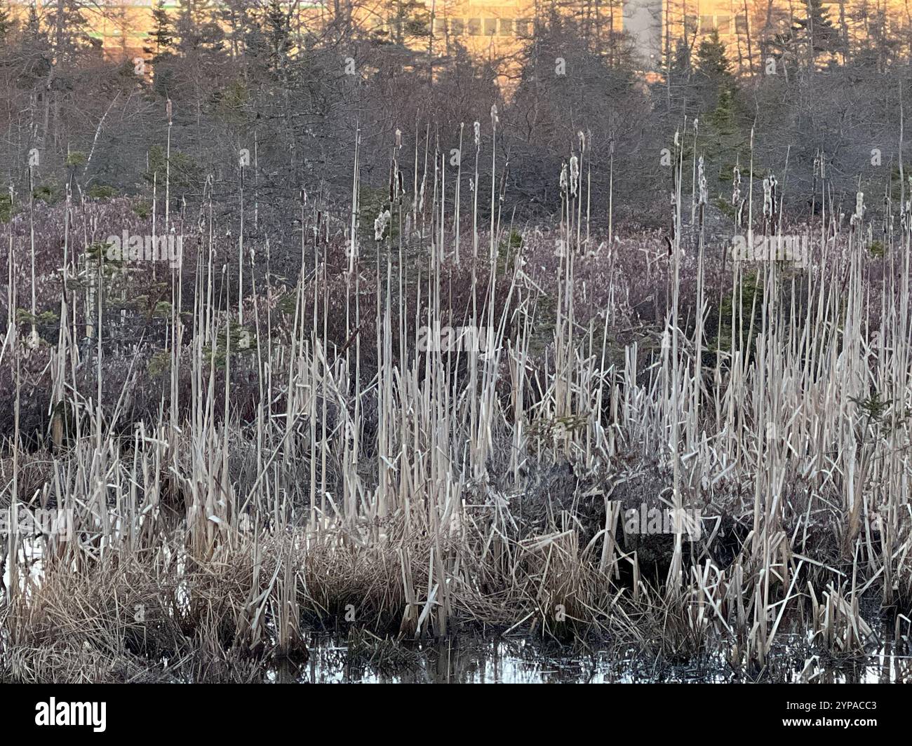 narrow-leaved cattail (Typha angustifolia Stock Photo - Alamy