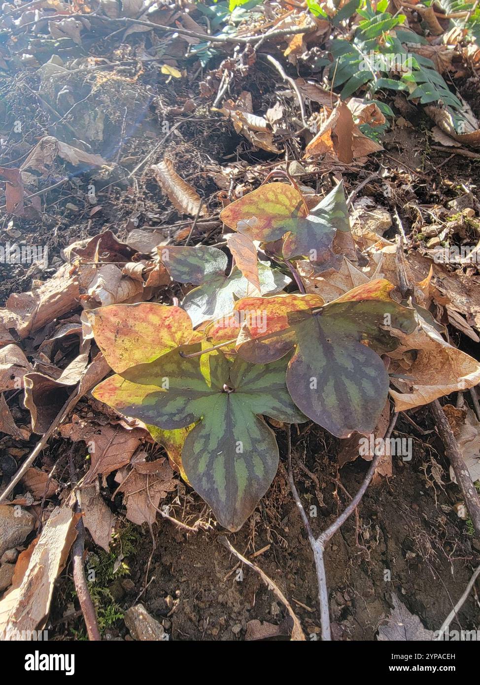 sharp-lobed hepatica (Hepatica acutiloba Stock Photo - Alamy