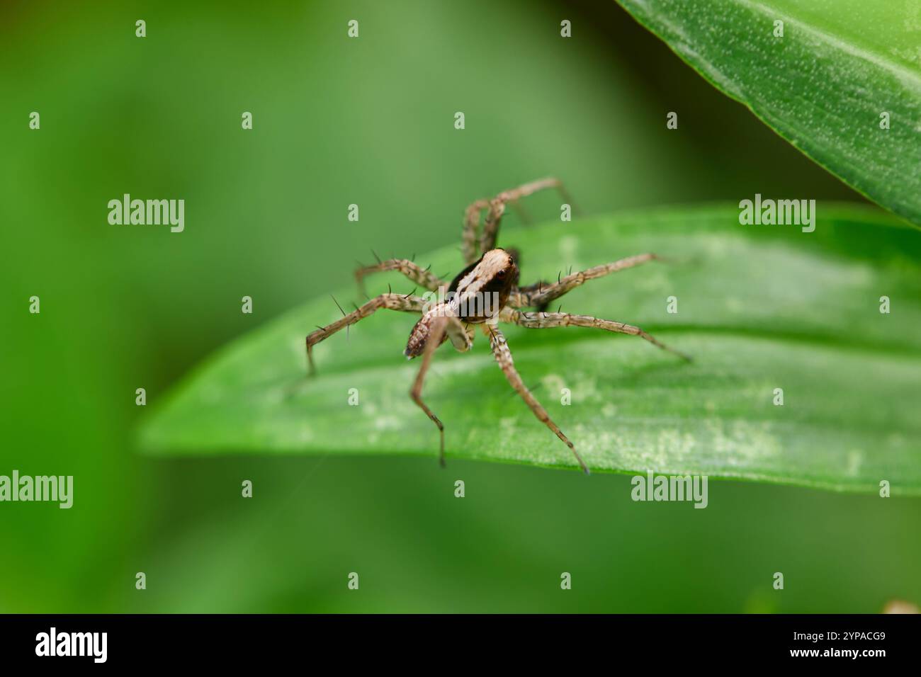 Spider on leaf trap hi-res stock photography and images - Alamy
