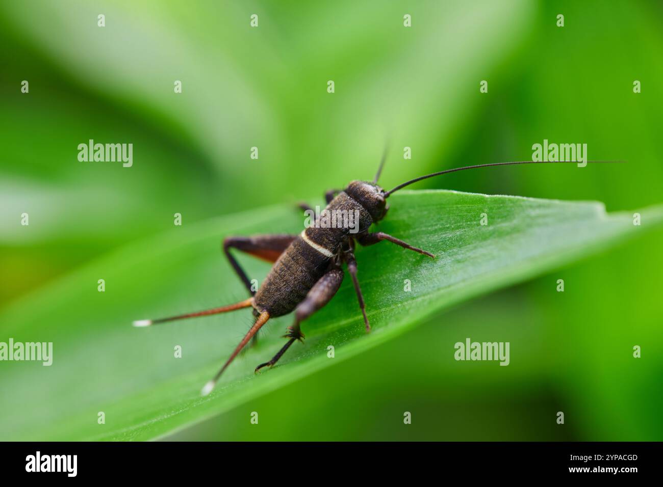 Beautiful cricket ground hi-res stock photography and images - Alamy