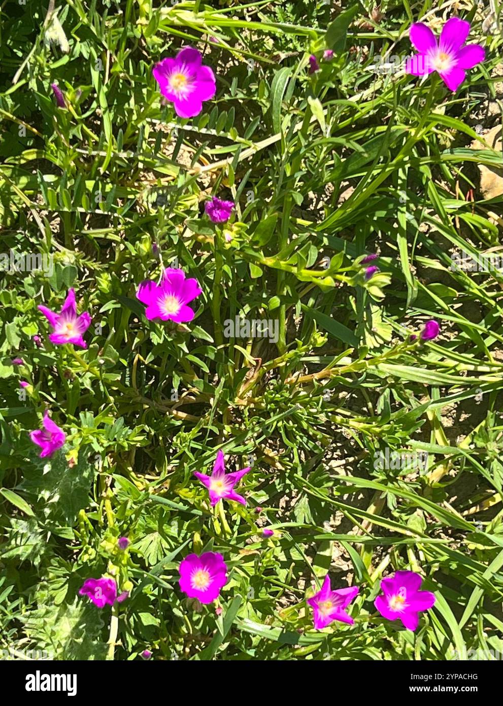 redmaids (Calandrinia menziesii Stock Photo - Alamy