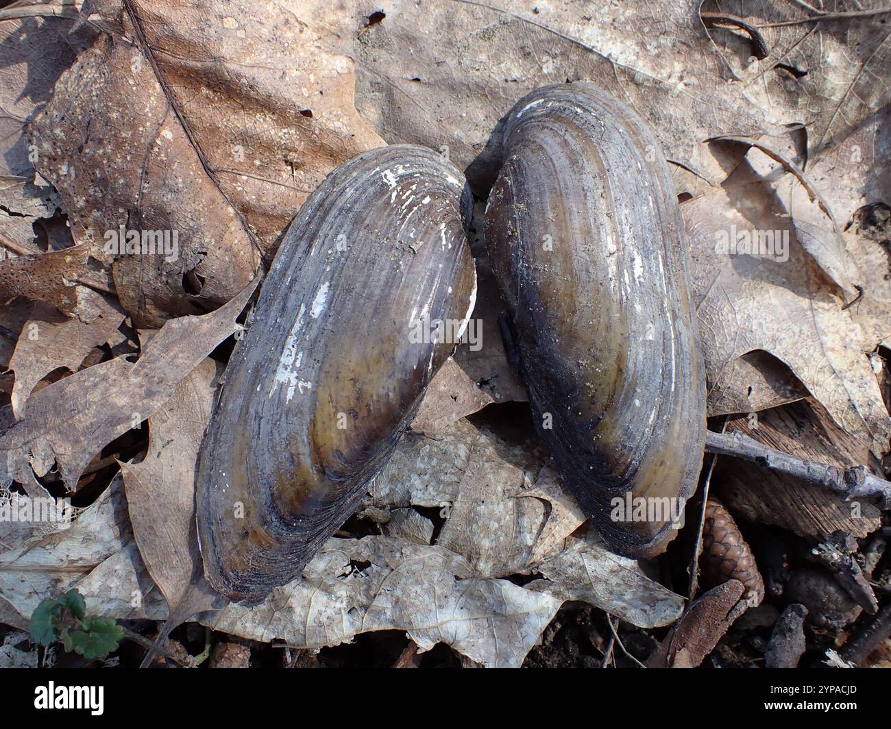 Pictorum hi-res stock photography and images - Alamy