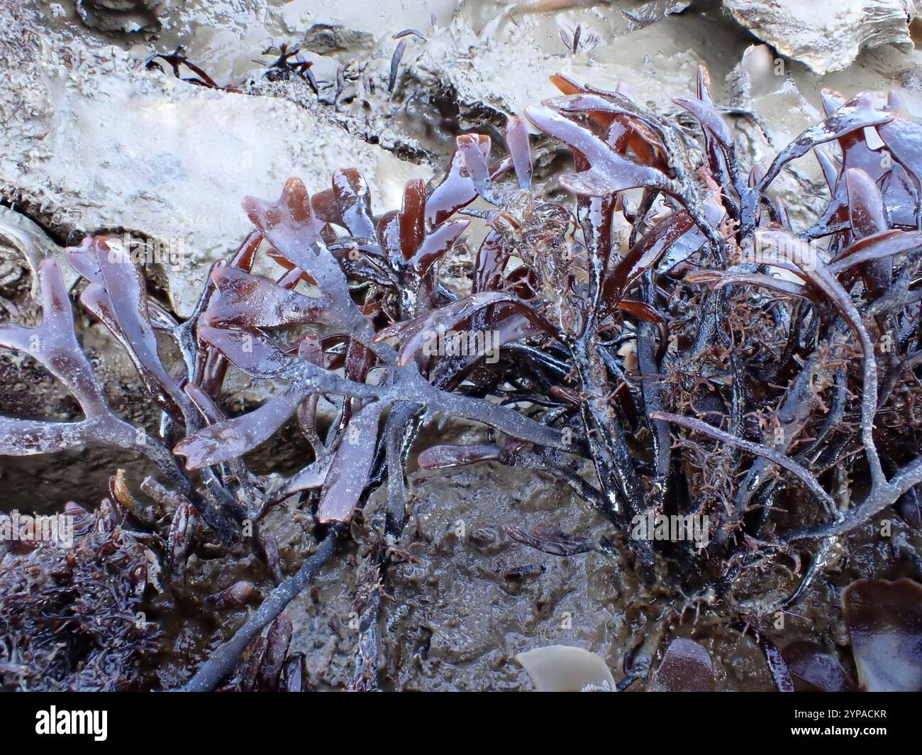 red algae (Rhodophyta Stock Photo - Alamy