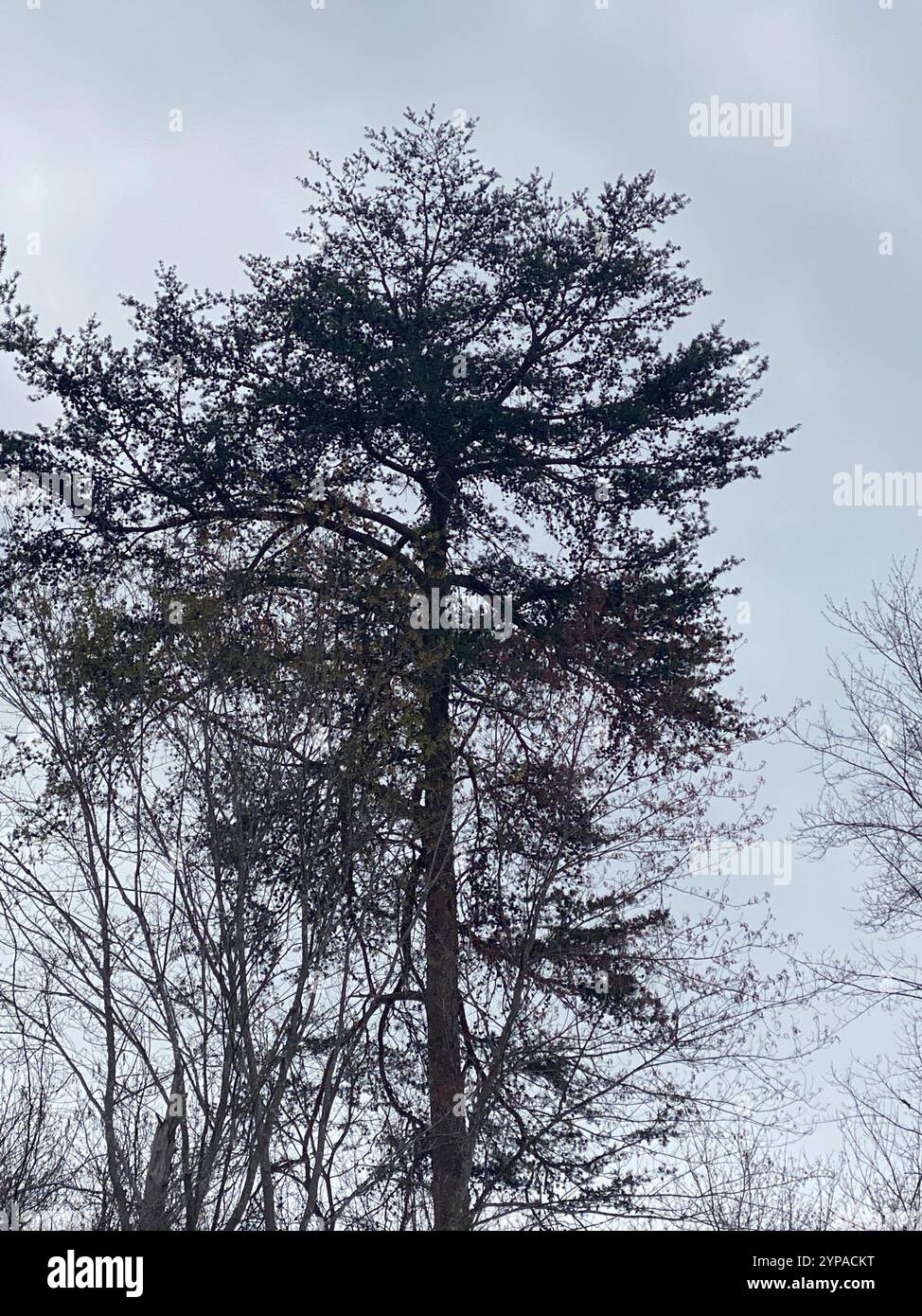 Virginia pine (Pinus virginiana Stock Photo - Alamy