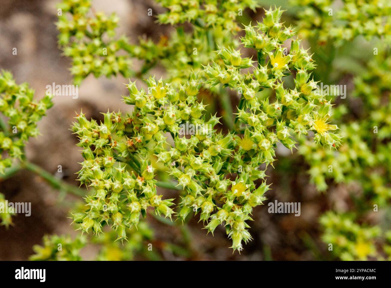 James' Nailwort (Paronychia jamesii Stock Photo - Alamy