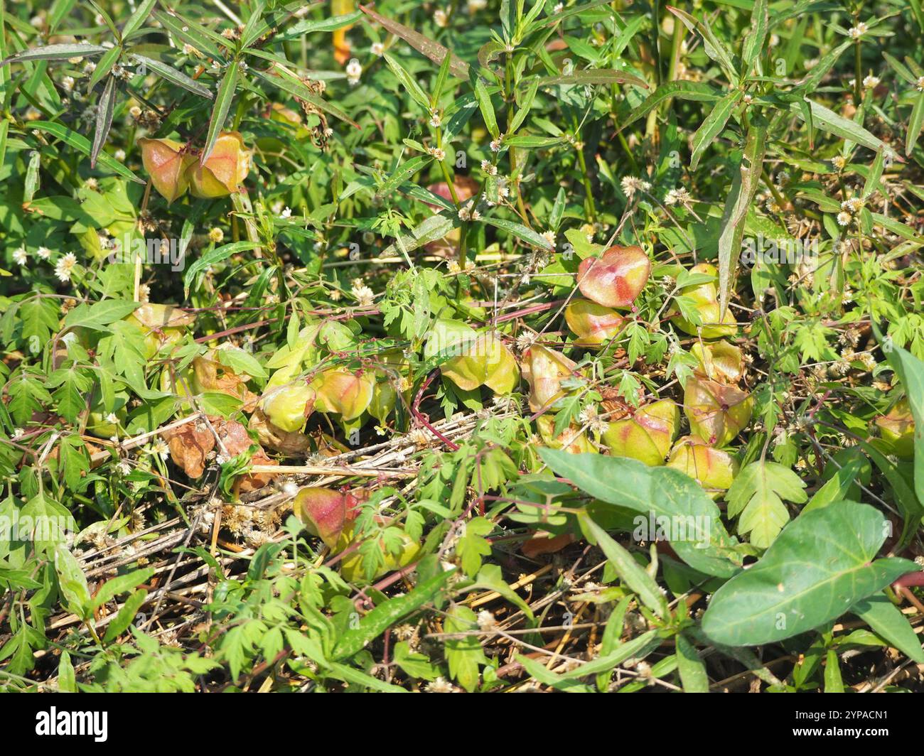 Lesser Balloon Vine (Cardiospermum halicacabum Stock Photo - Alamy