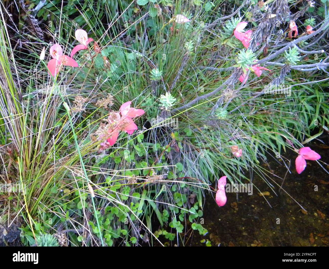Red disa hi-res stock photography and images - Alamy