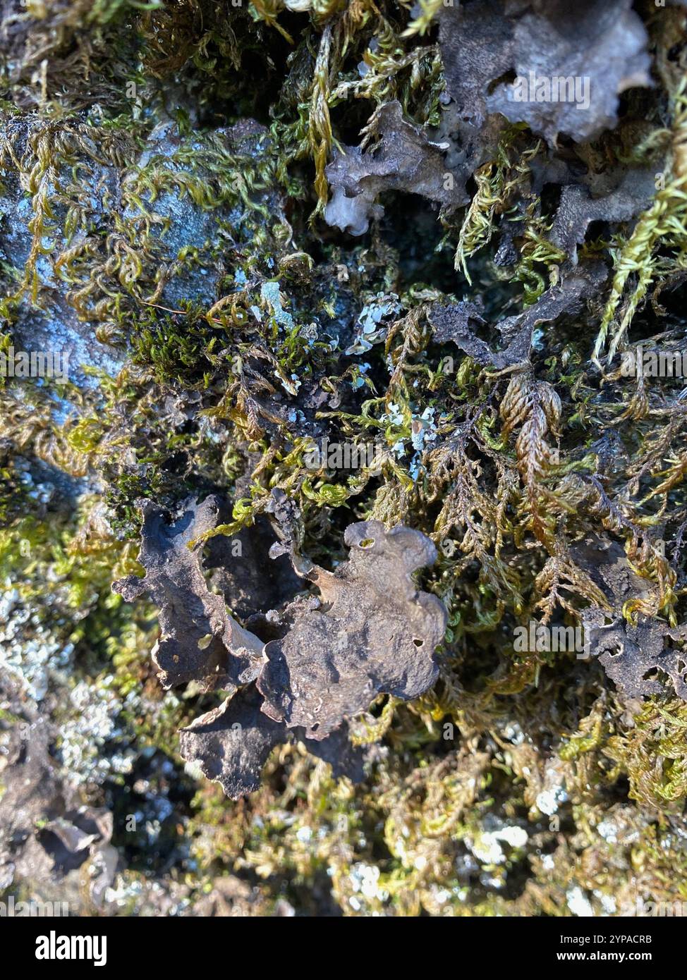 Peppered Moon Lichen (Sticta fuliginosa Stock Photo - Alamy