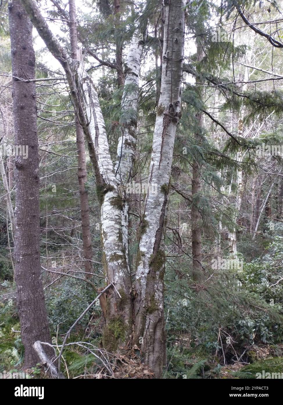 Red Alder (Alnus rubra Stock Photo - Alamy