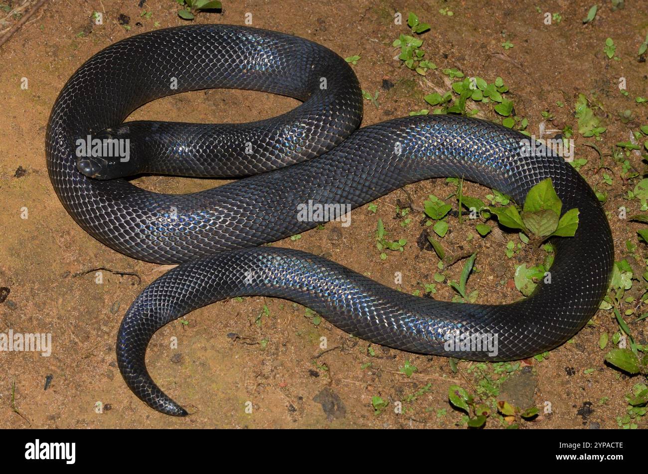 Atractaspis hi-res stock photography and images - Alamy