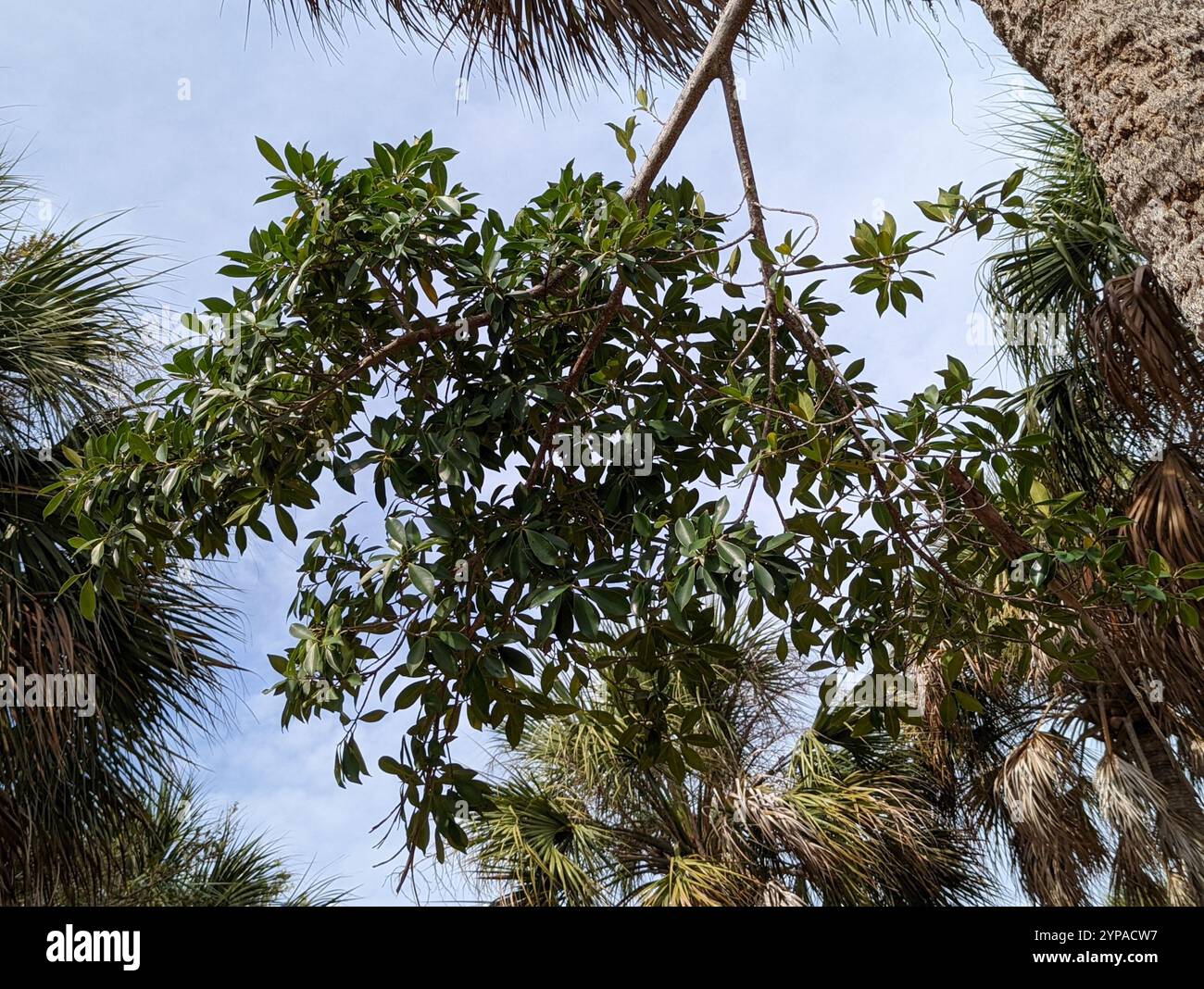 Florida Strangler Fig (Ficus aurea Stock Photo - Alamy