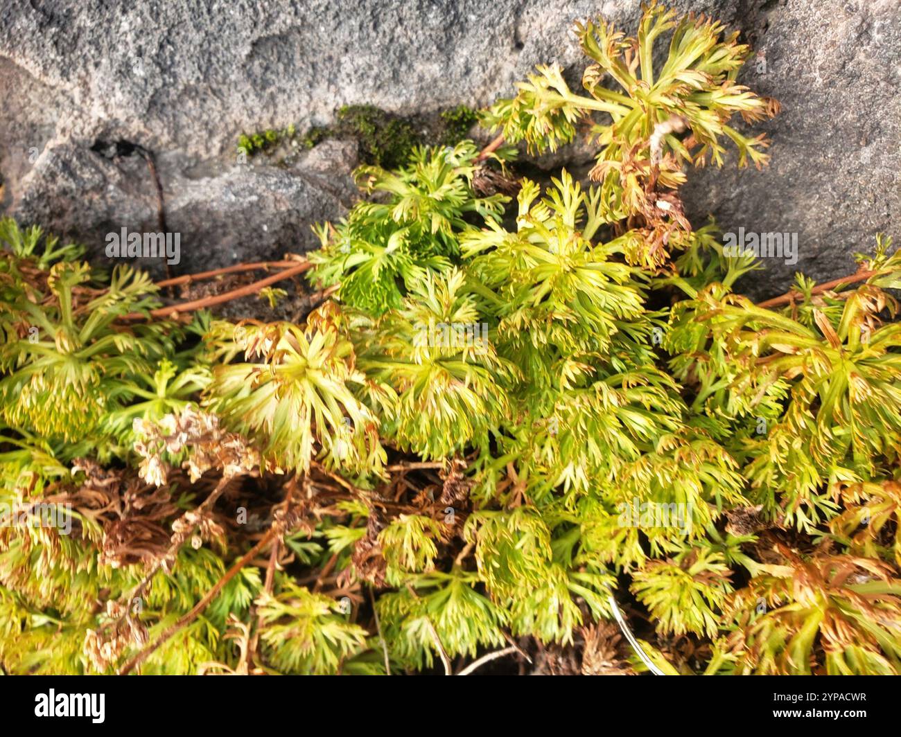 Partridgefoot (Luetkea pectinata Stock Photo - Alamy