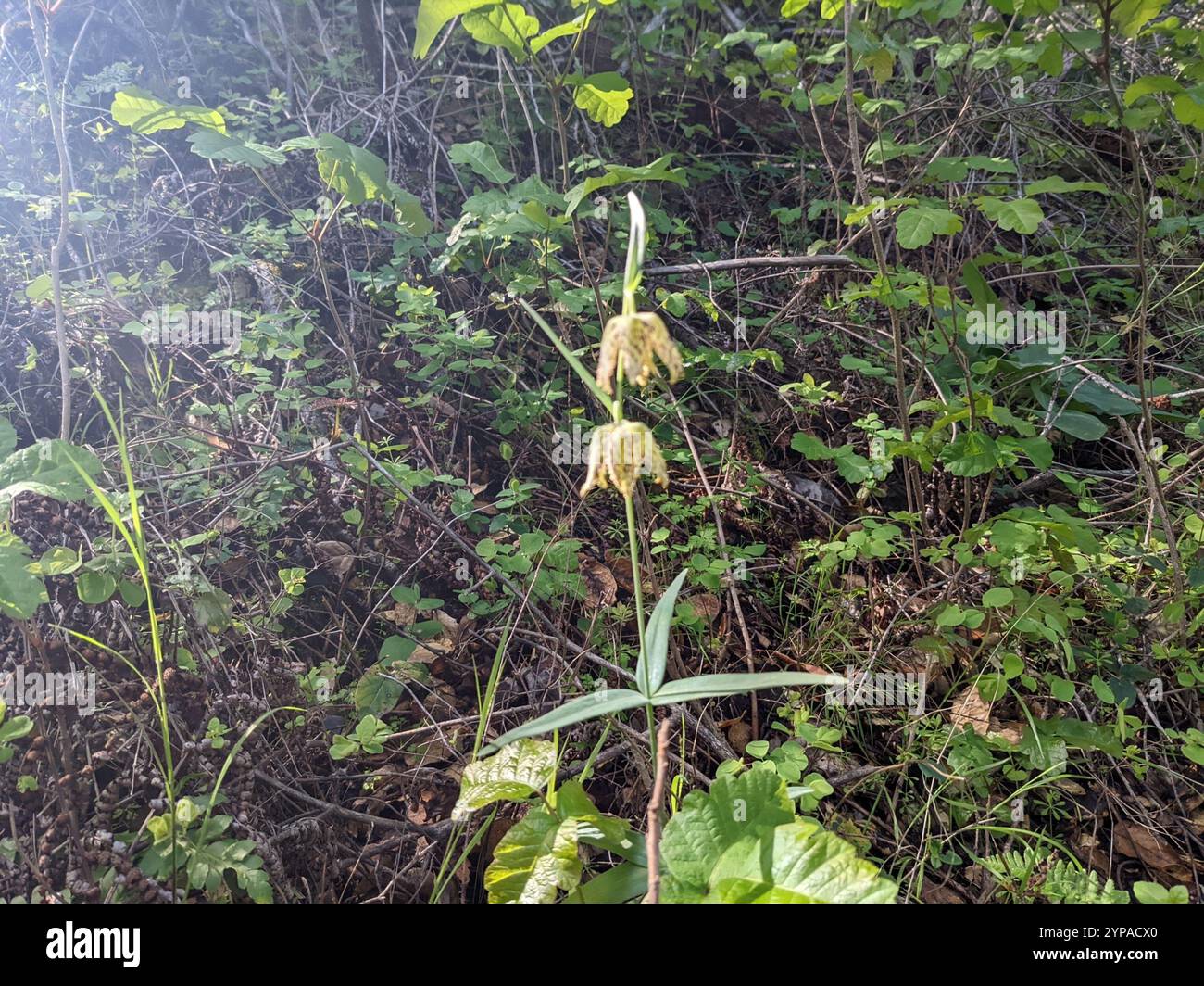 Checker lily hi-res stock photography and images - Alamy