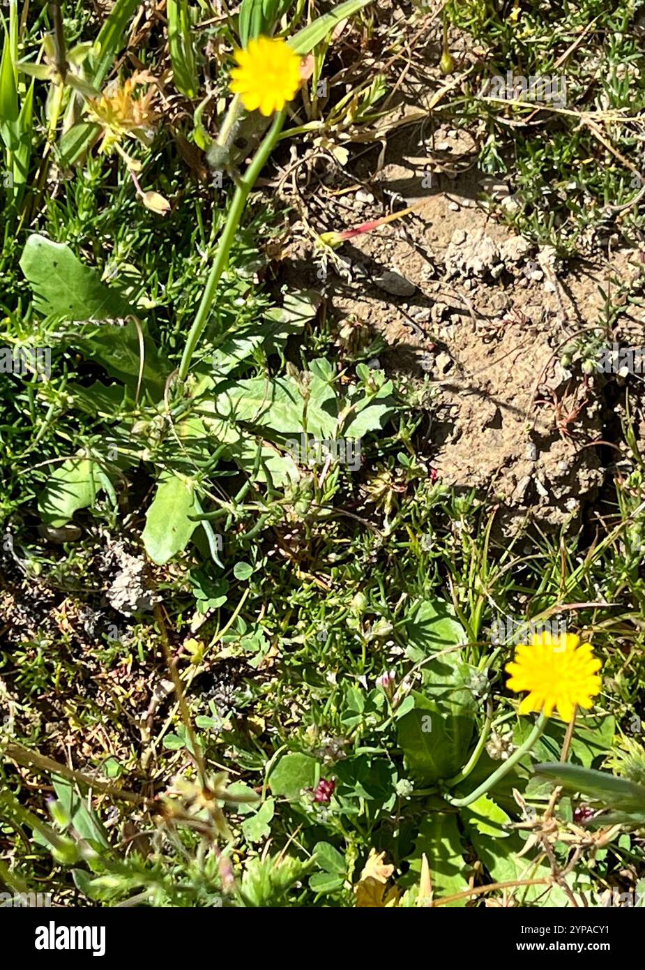 Smooth Cat's Ear (Hypochaeris glabra Stock Photo - Alamy