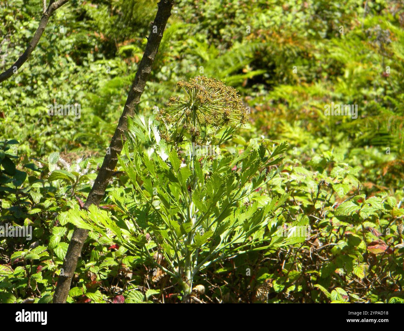 Blisterbush (Notobubon galbanum Stock Photo - Alamy