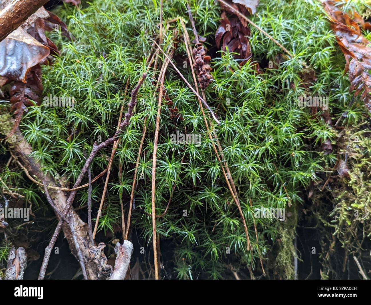 Alpine Haircap Moss (Polytrichastrum alpinum Stock Photo - Alamy
