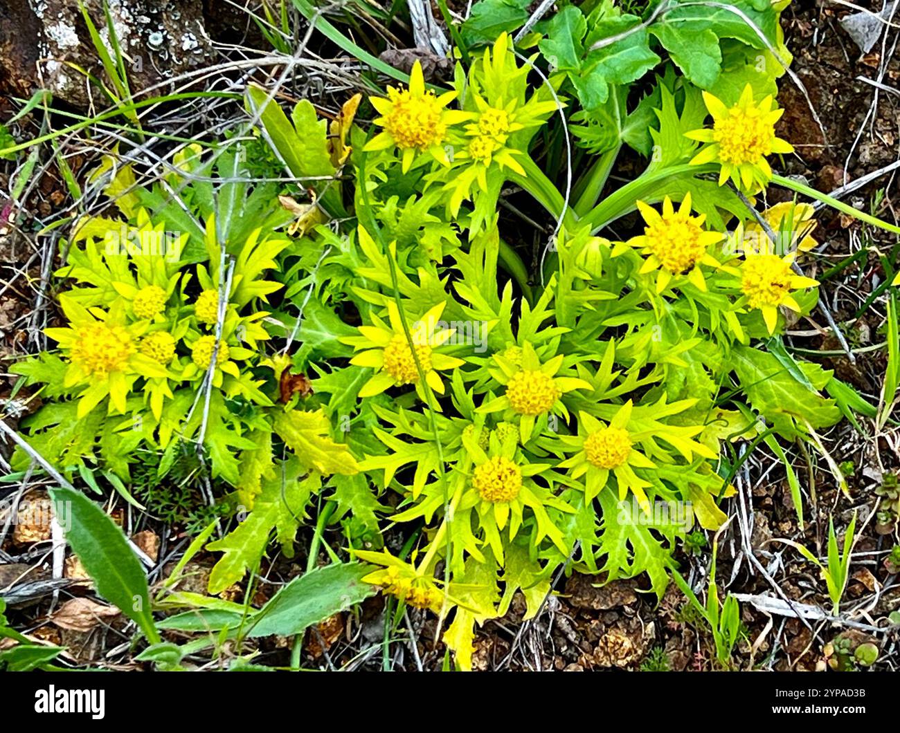 Footsteps of spring (Sanicula arctopoides Stock Photo - Alamy