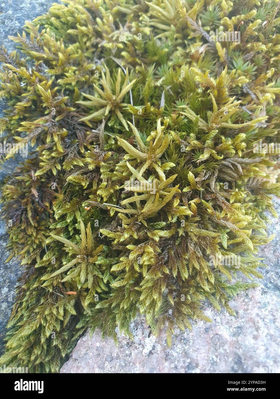 Climacium dendroides climacium dendroides hi-res stock photography and ...