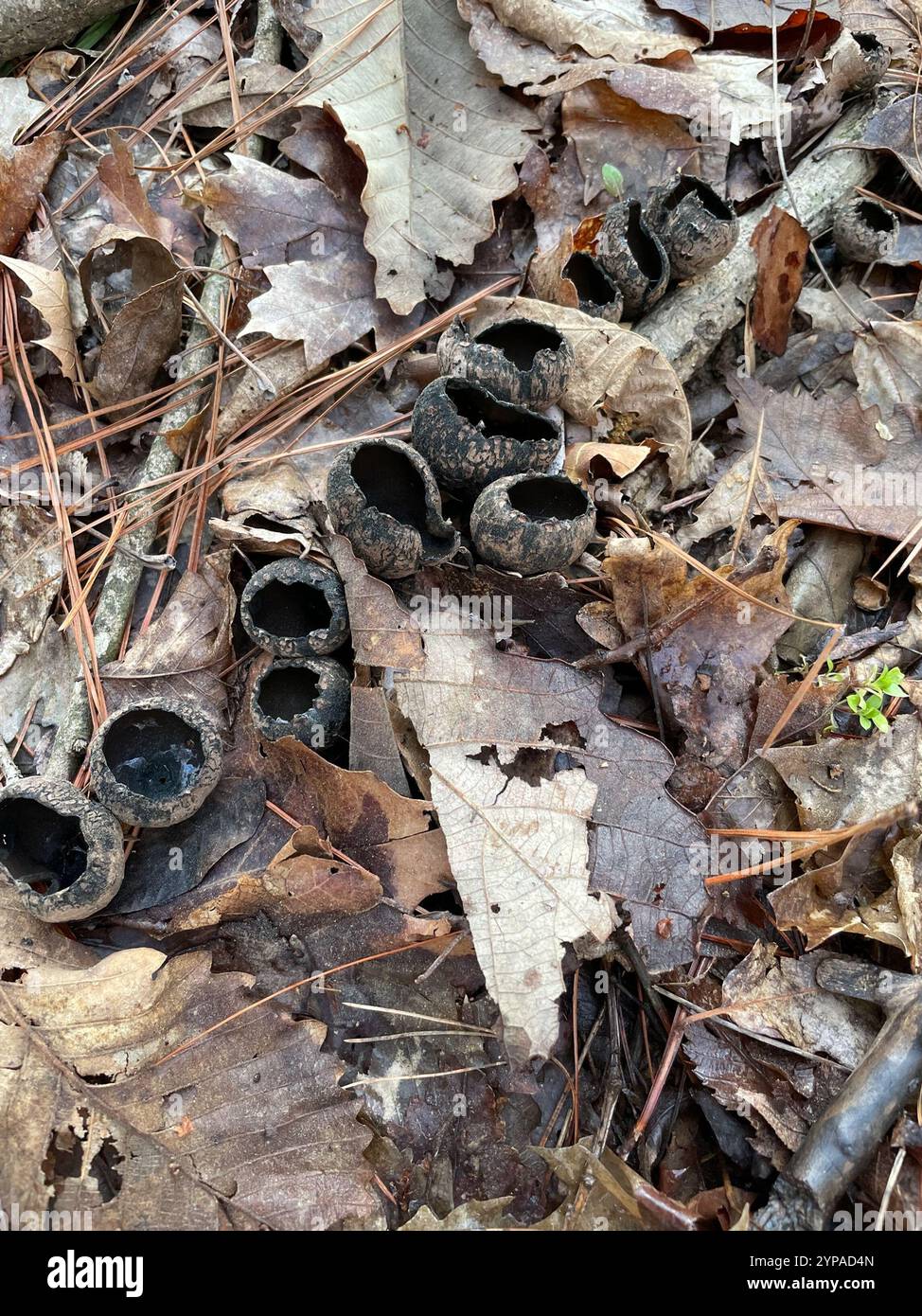 devil's urn (Urnula craterium Stock Photo - Alamy