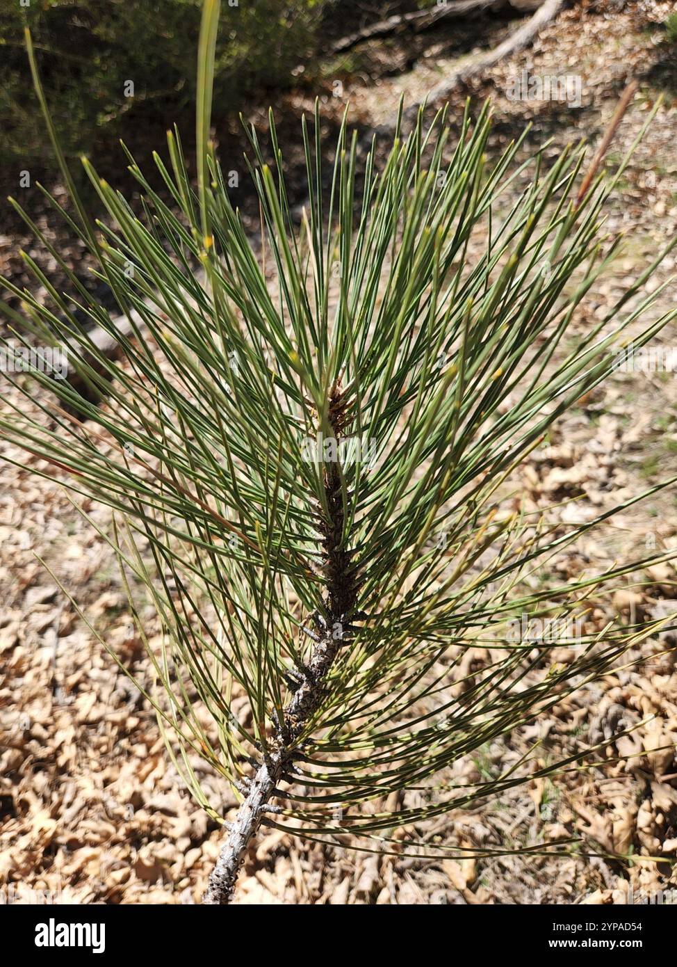 Coulter pine (Pinus coulteri Stock Photo - Alamy