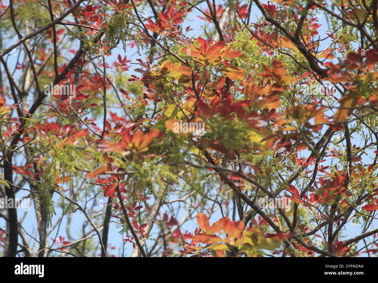 Ceylon Oak (Schleichera oleosa Stock Photo - Alamy