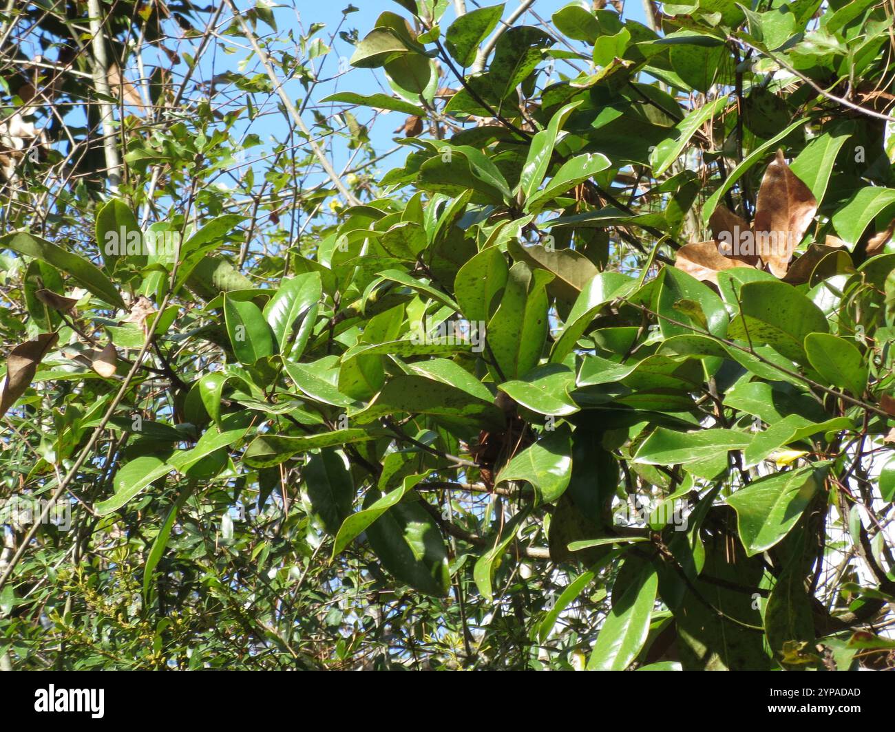 southern magnolia (Magnolia grandiflora Stock Photo - Alamy