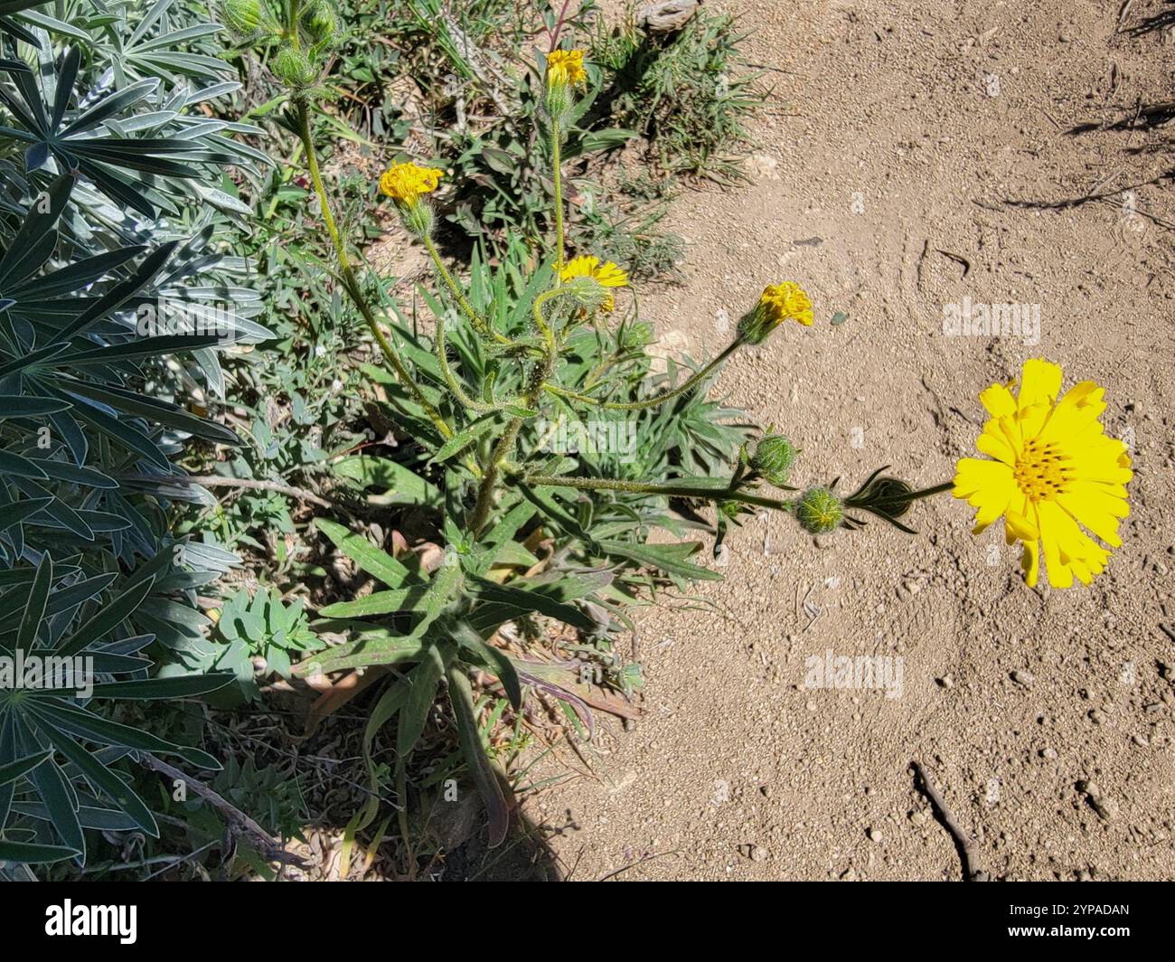Common Madia (Madia elegans Stock Photo - Alamy