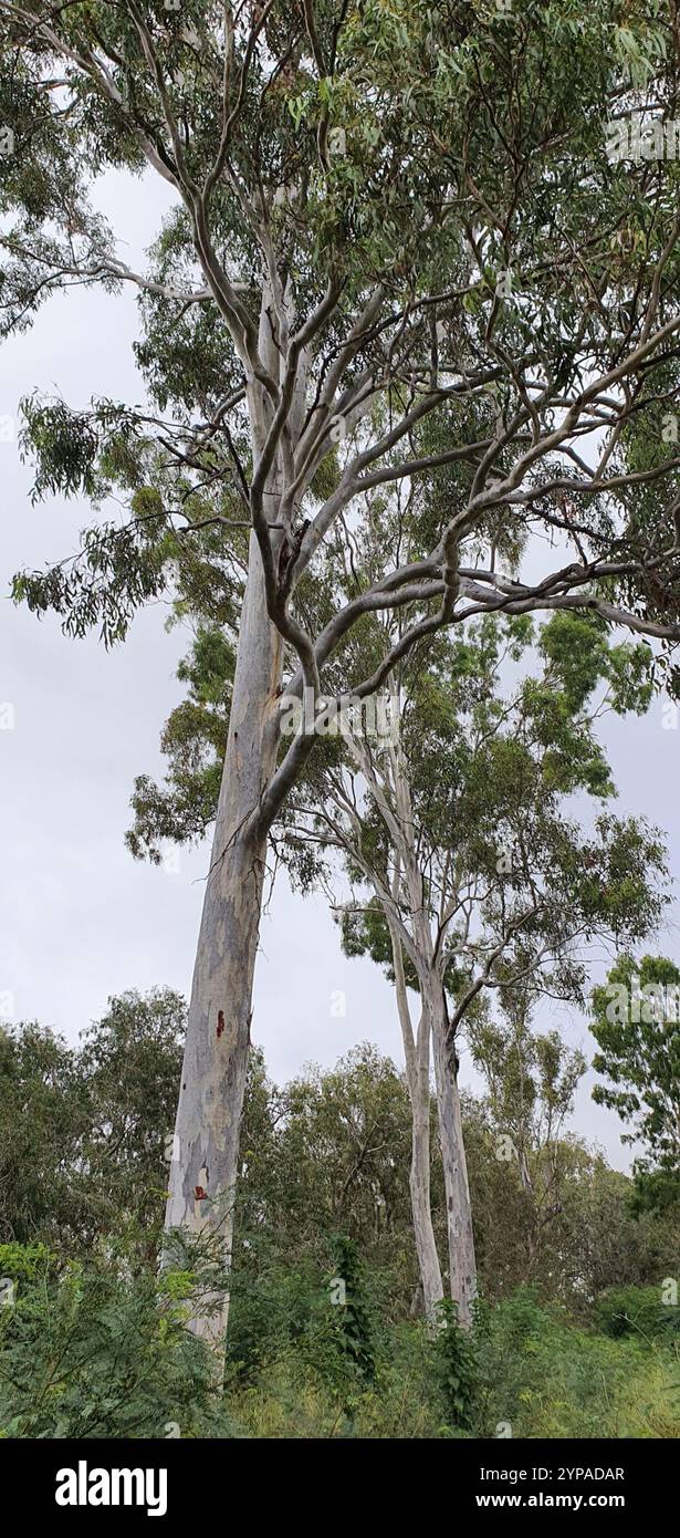 Forest red gum (Eucalyptus tereticornis Stock Photo - Alamy