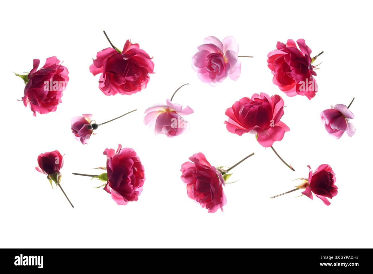 Overhead bloom Cut Out Stock Images & Pictures - Alamy