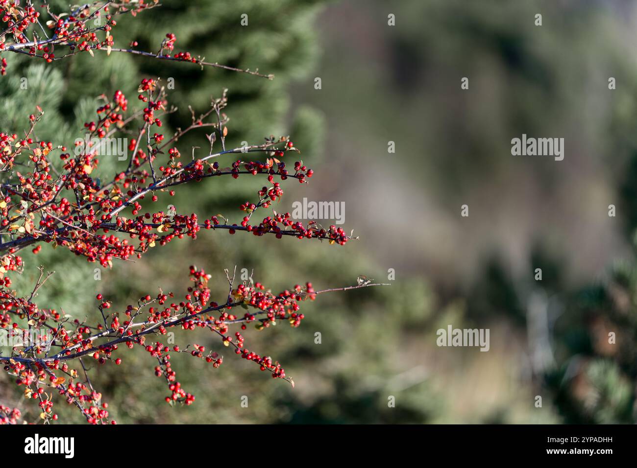 Norway red pine hi-res stock photography and images - Alamy