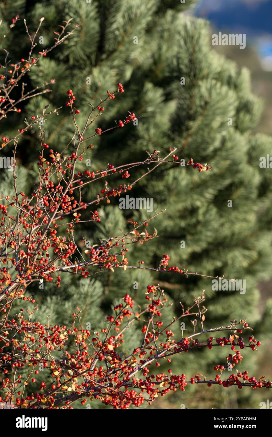 Pine tree berries hi-res stock photography and images - Alamy