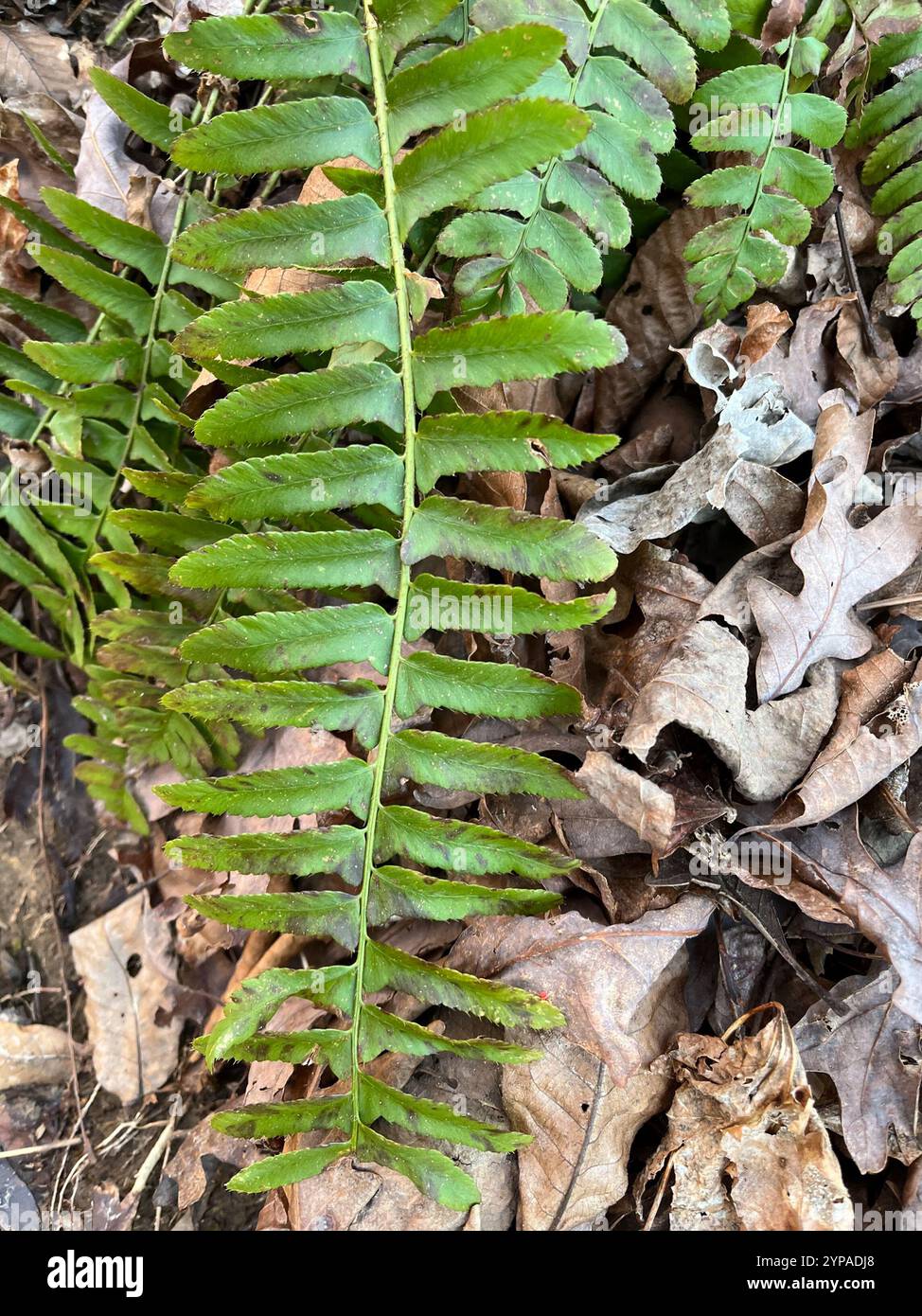 Christmas fern (Polystichum acrostichoides Stock Photo - Alamy