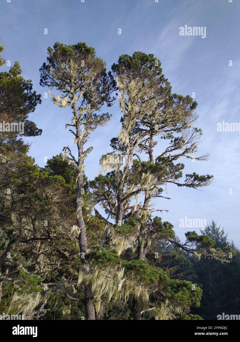 Shore Pine (Pinus contorta contorta Stock Photo - Alamy