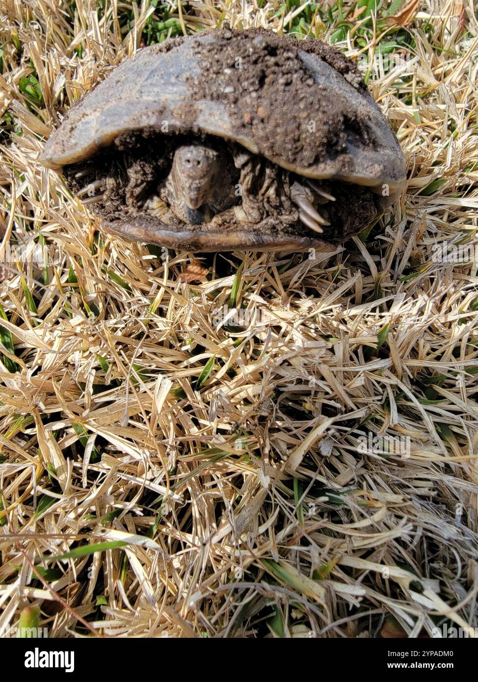 Eastern Mud Turtle (Kinosternon subrubrum Stock Photo - Alamy