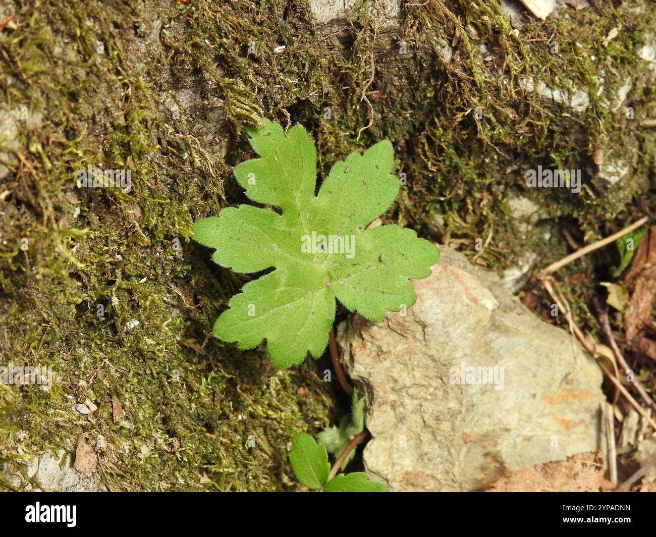 Broad-leaf Waterleaf (Hydrophyllum canadense Stock Photo - Alamy
