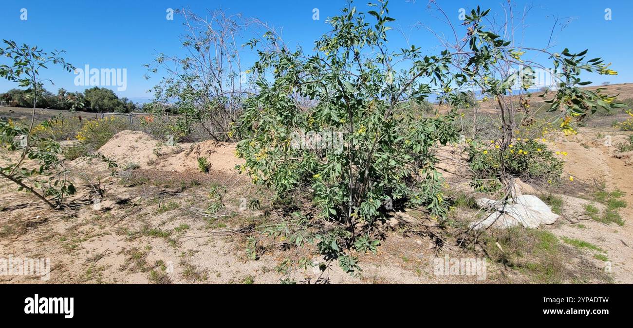 tree tobacco (Nicotiana glauca Stock Photo - Alamy