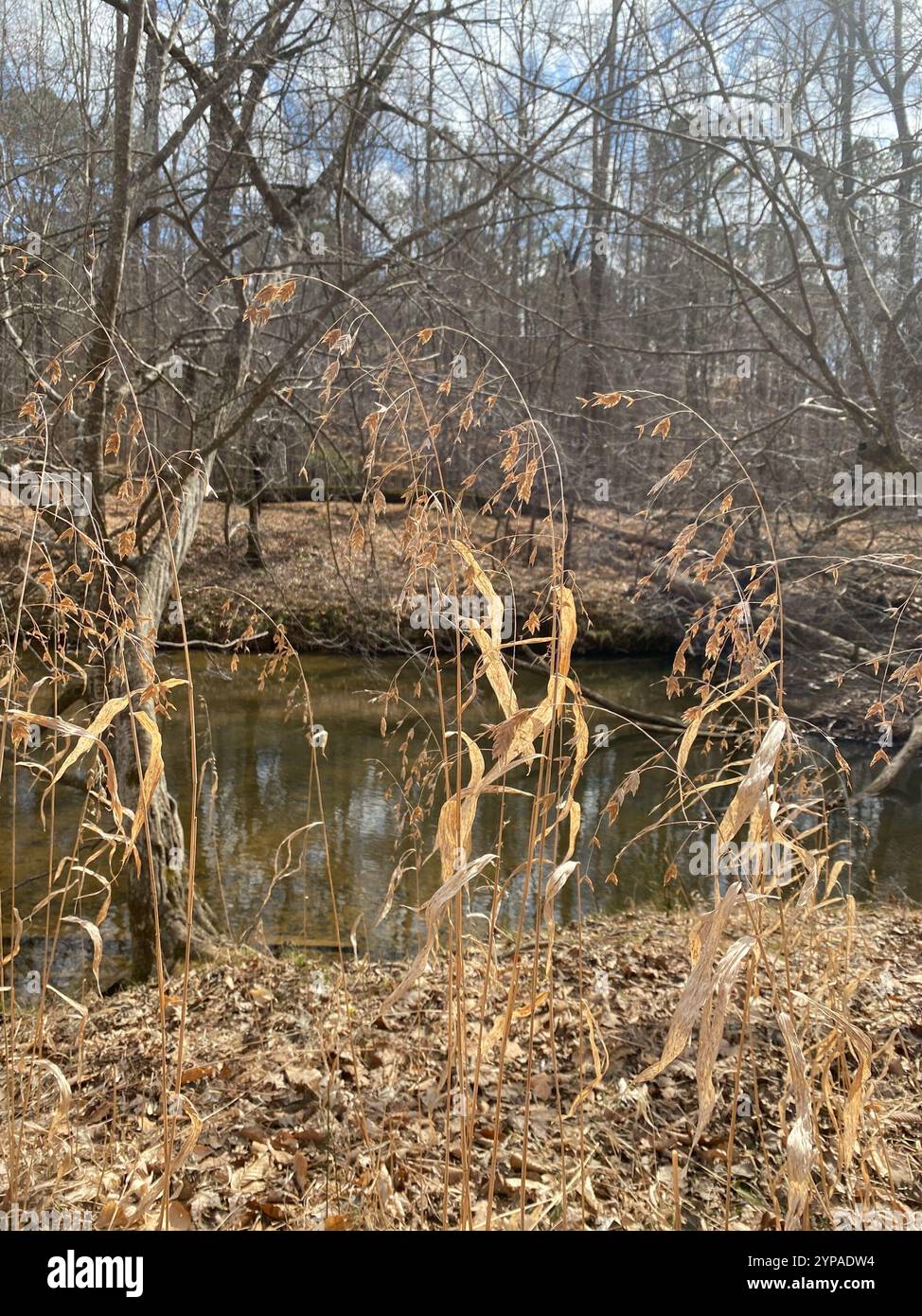inland wood oats (Chasmanthium latifolium Stock Photo - Alamy